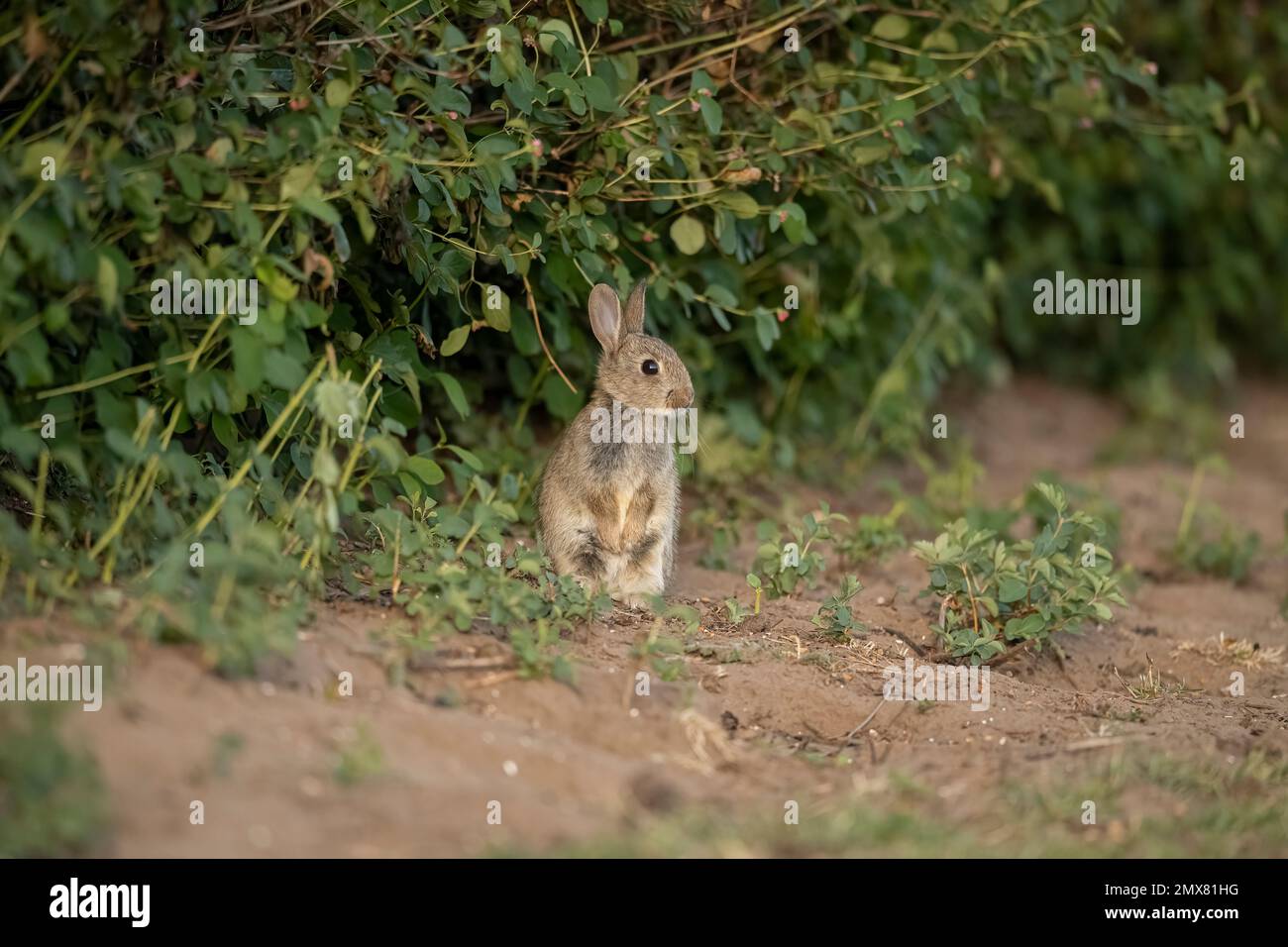 bunny rabbit baby standing on the grass in front of a hedge looking ...