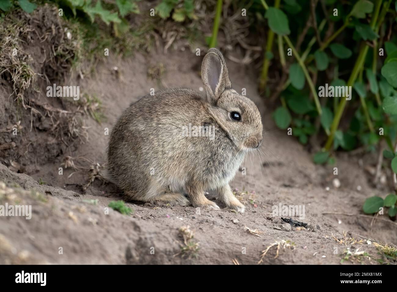 bunny rabbit baby sitting on the grass in front of a hedge looking very ...