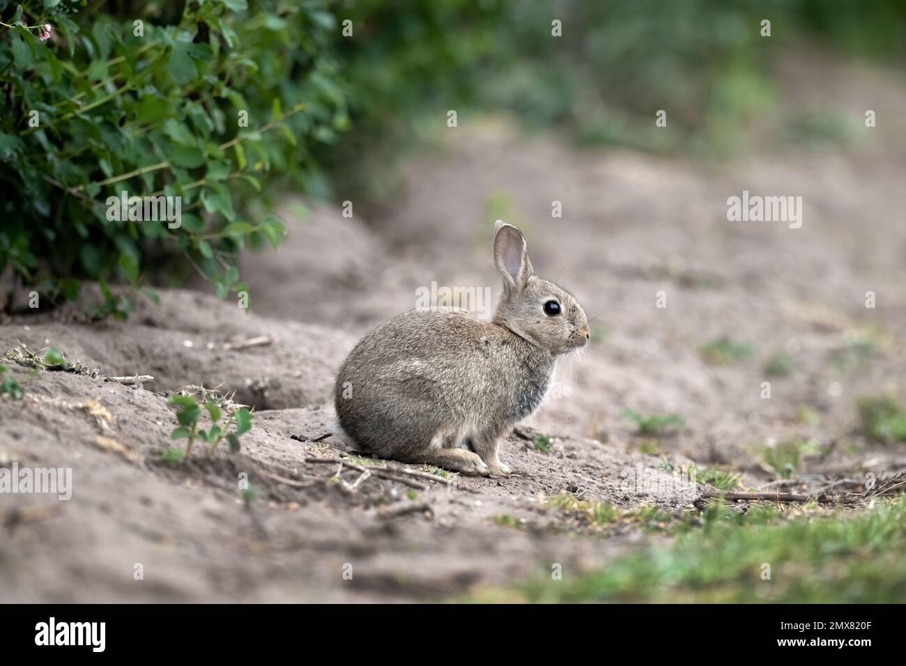 bunny rabbit baby sitting on the grass in front of a hedge looking very ...