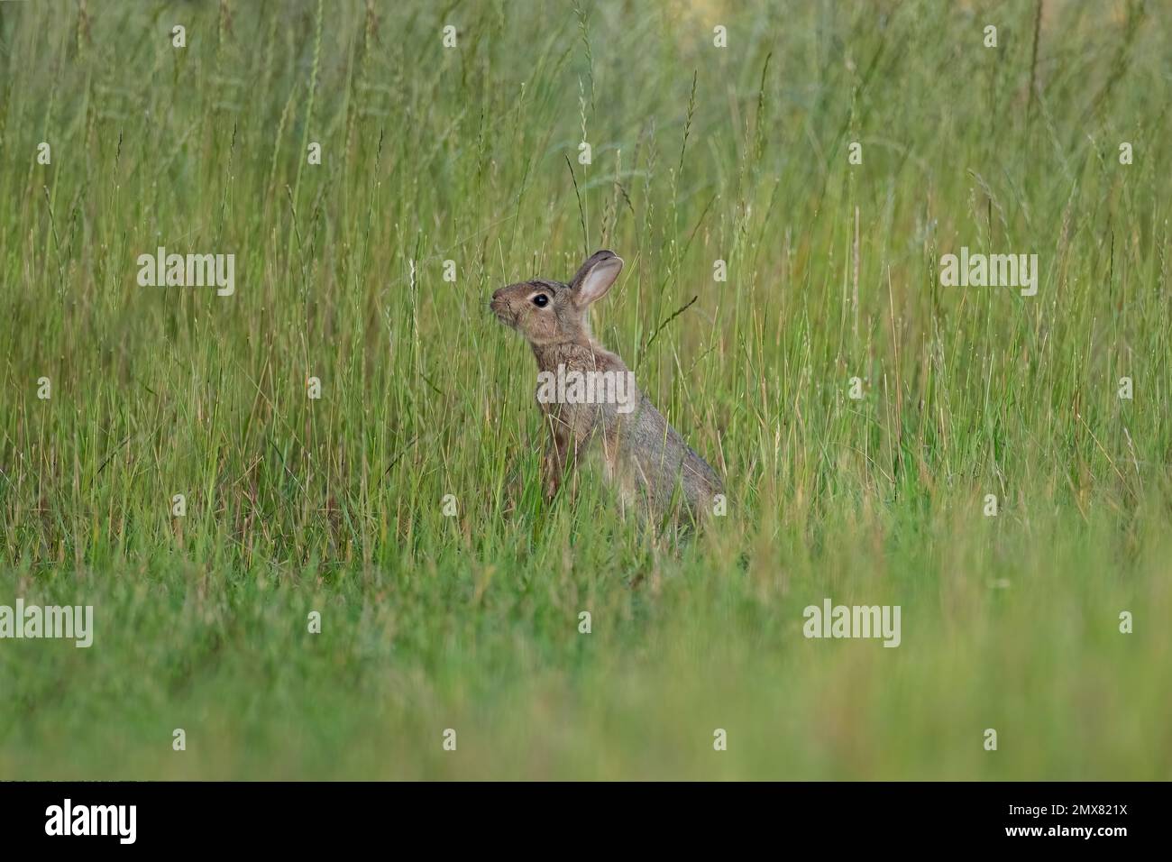 bunny rabbit standing sniffing the grass in a field looking cute, in ...