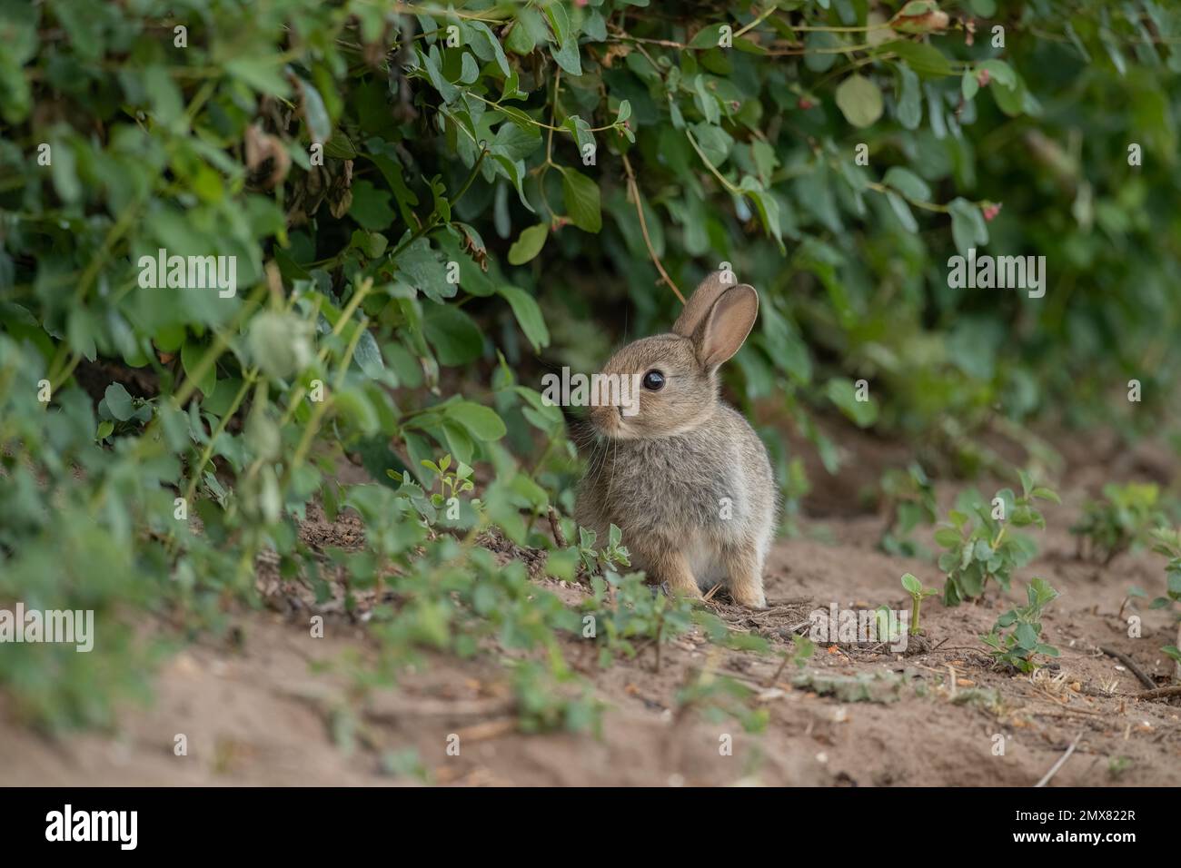 bunny rabbit baby sitting on the grass in front of a hedge looking very ...