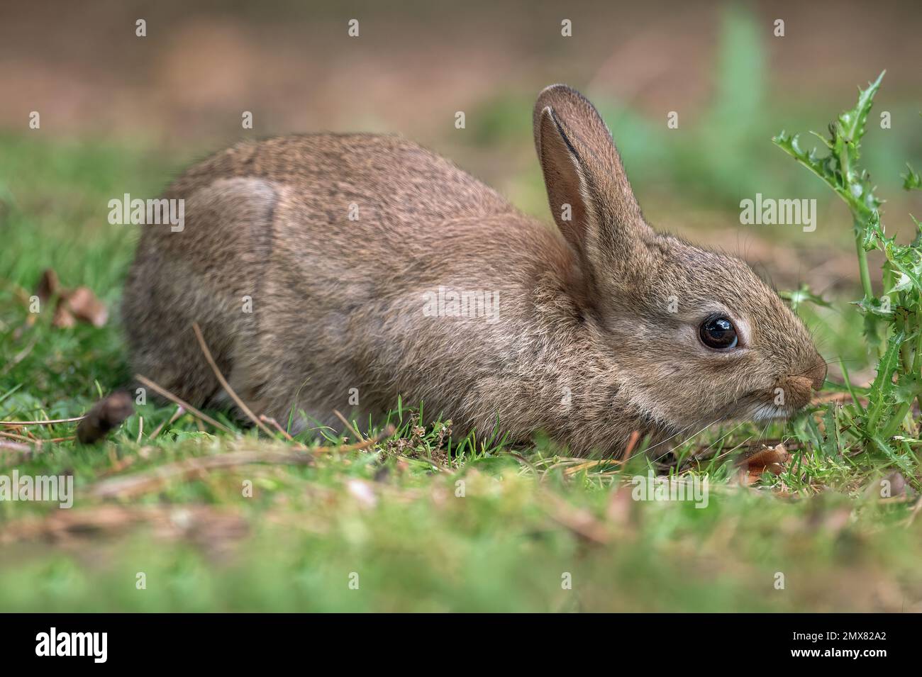 bunny rabbit on the grass eating a dandelion in the uk in summer Stock ...