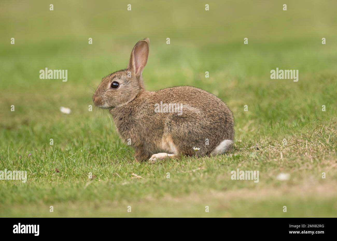 bunny rabbit looking cute on the grass, close up in the uk in the ...