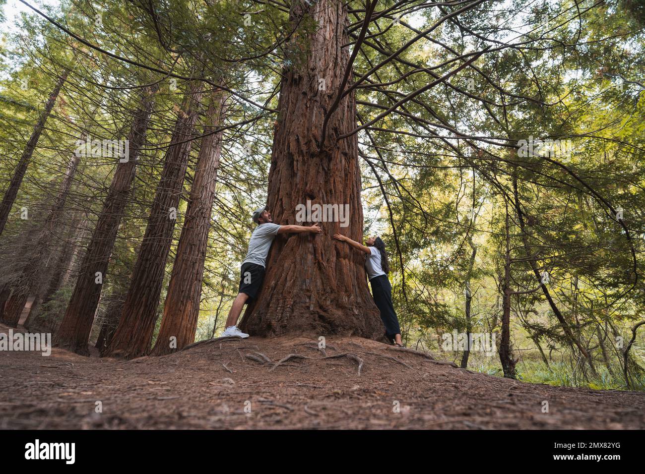 Ground hugging tree hi-res stock photography and images - Alamy