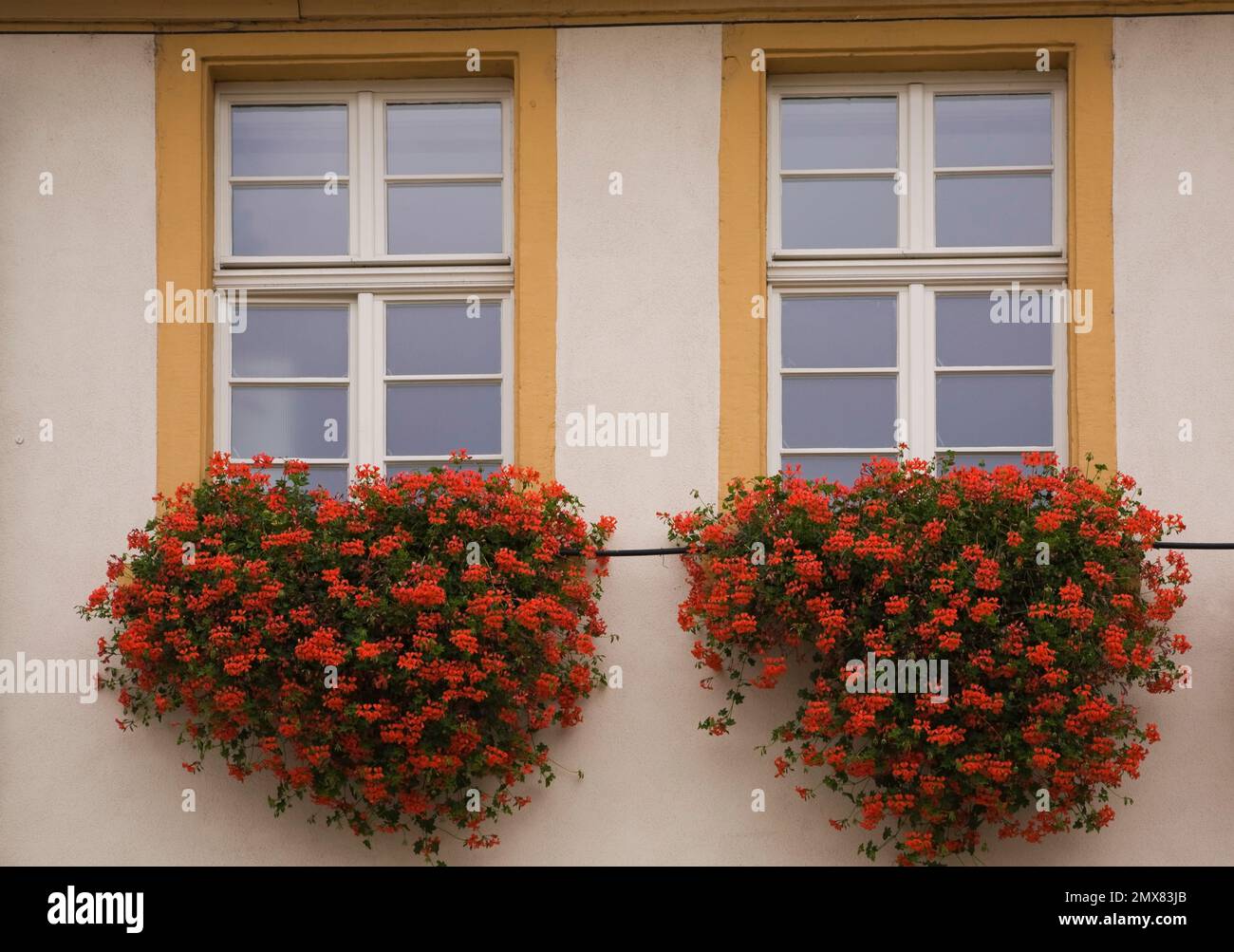 White with beige trim windows decorated with red Pelargonium - Geraniums in flower boxes on old ...