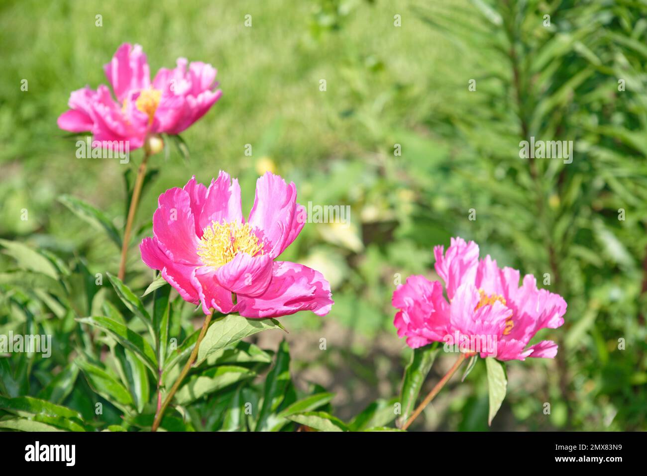 Pink tea roses hi-res stock photography and images - Alamy
