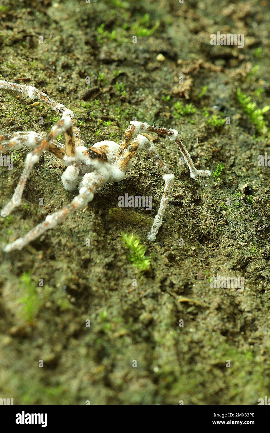 Scuttling spider hi-res stock photography and images - Alamy