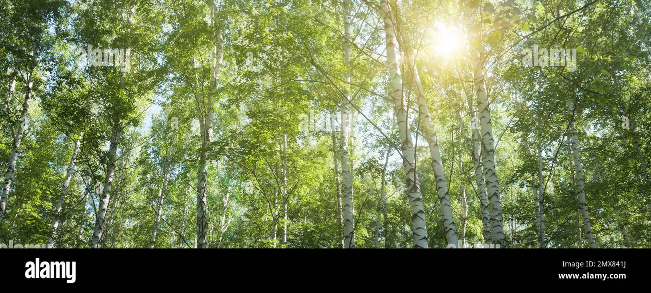birch grove in the summer, upper branches of tree -- summer landscape ...