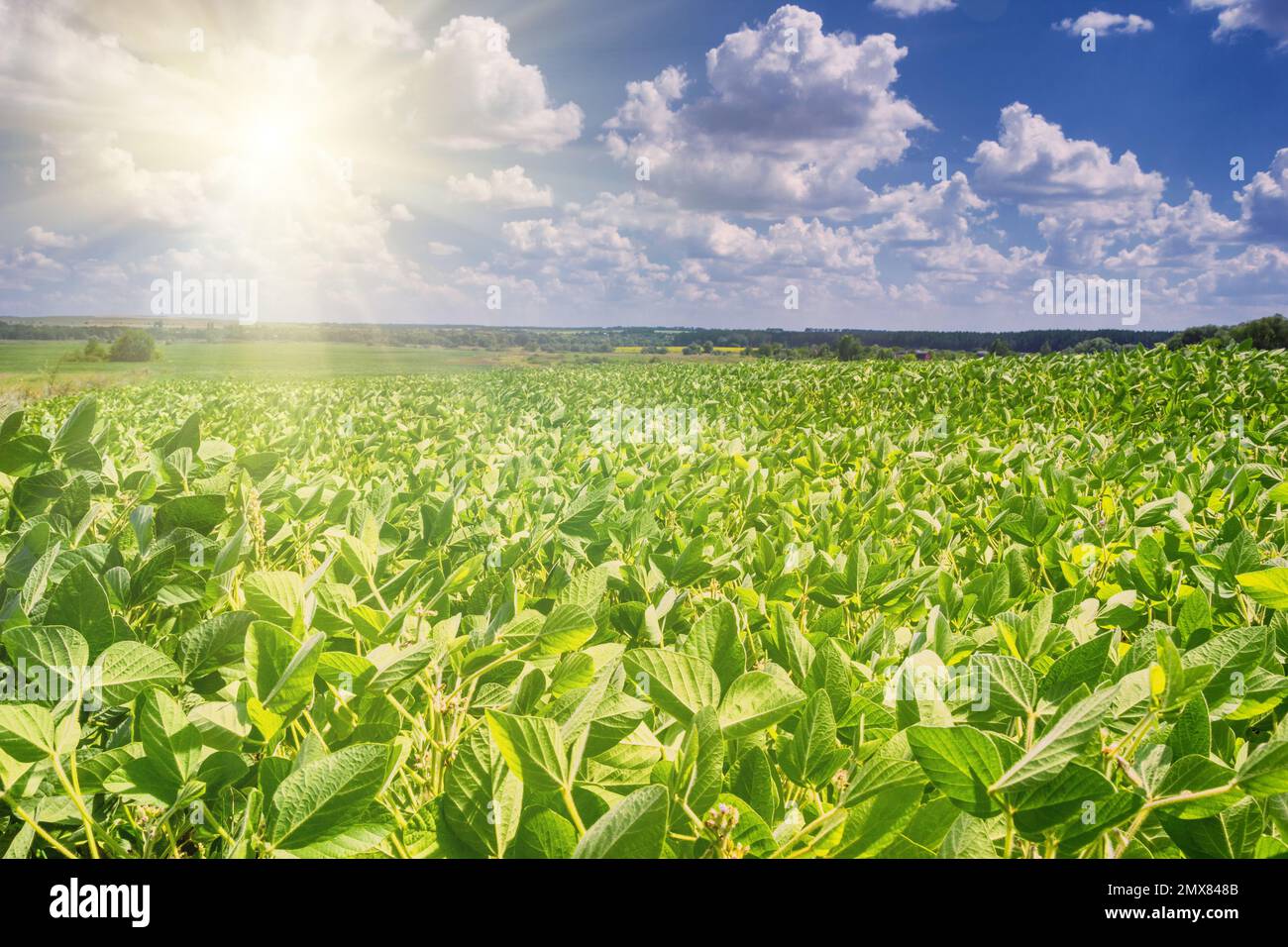 Rural landscape - field the soybean (Glycine max) in the rays summer ...