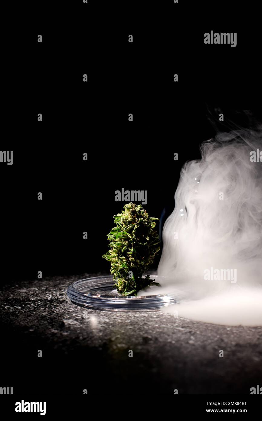Bud of cannabis plant in white smoke on black background in dark room ...