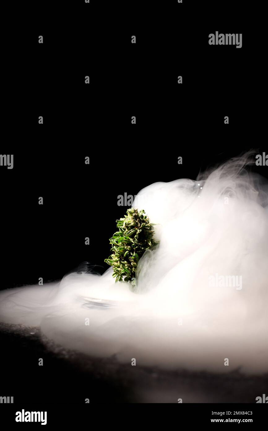 Bud of cannabis plant in white smoke on black background in dark room ...