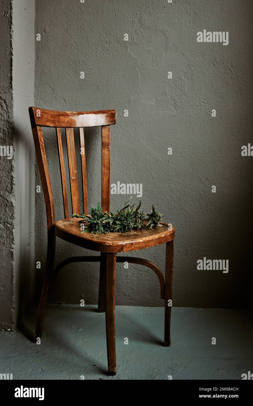 Old wooden chair with marijuana buds of plant placed against gray ...