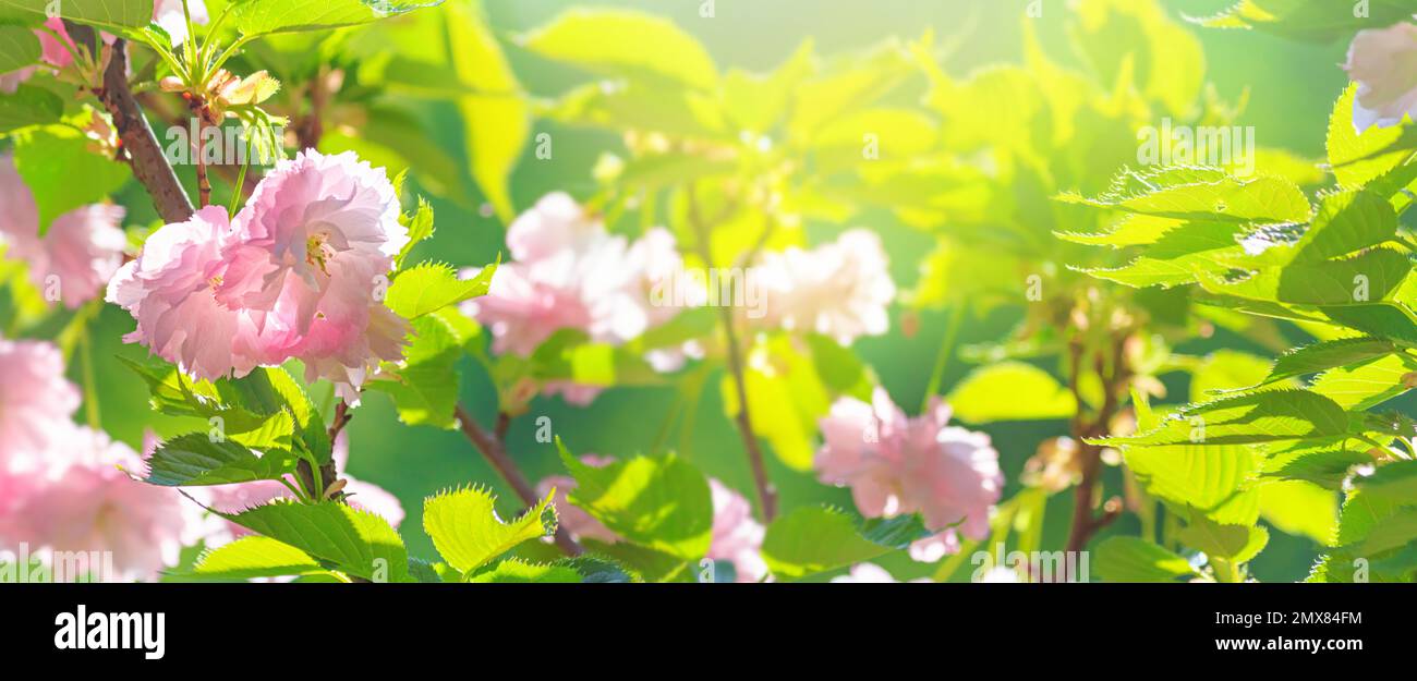 Spring floral background, panorama, banner. Beautiful pink sakura ...