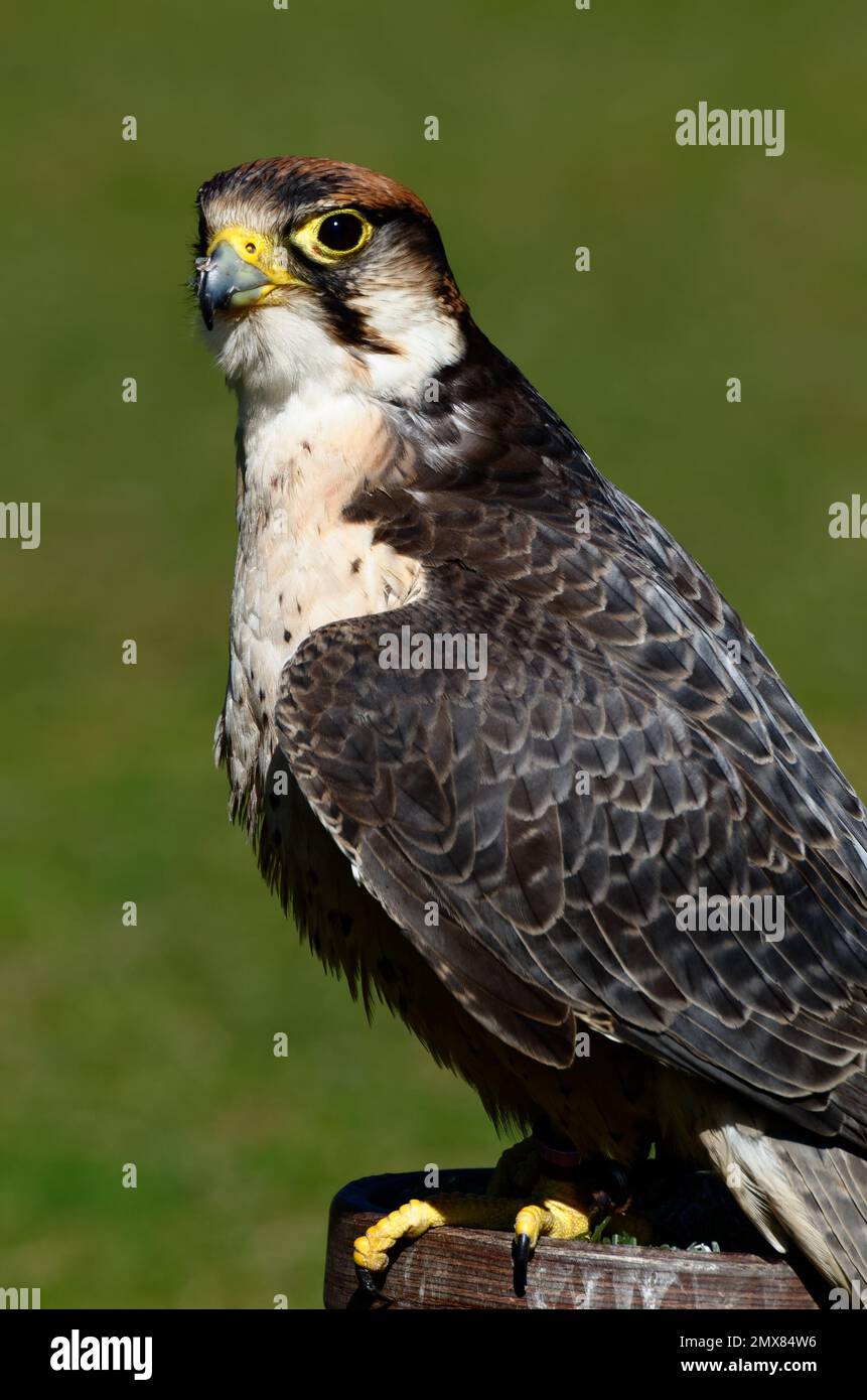 Peregrine falcon against green background Stock Photo - Alamy