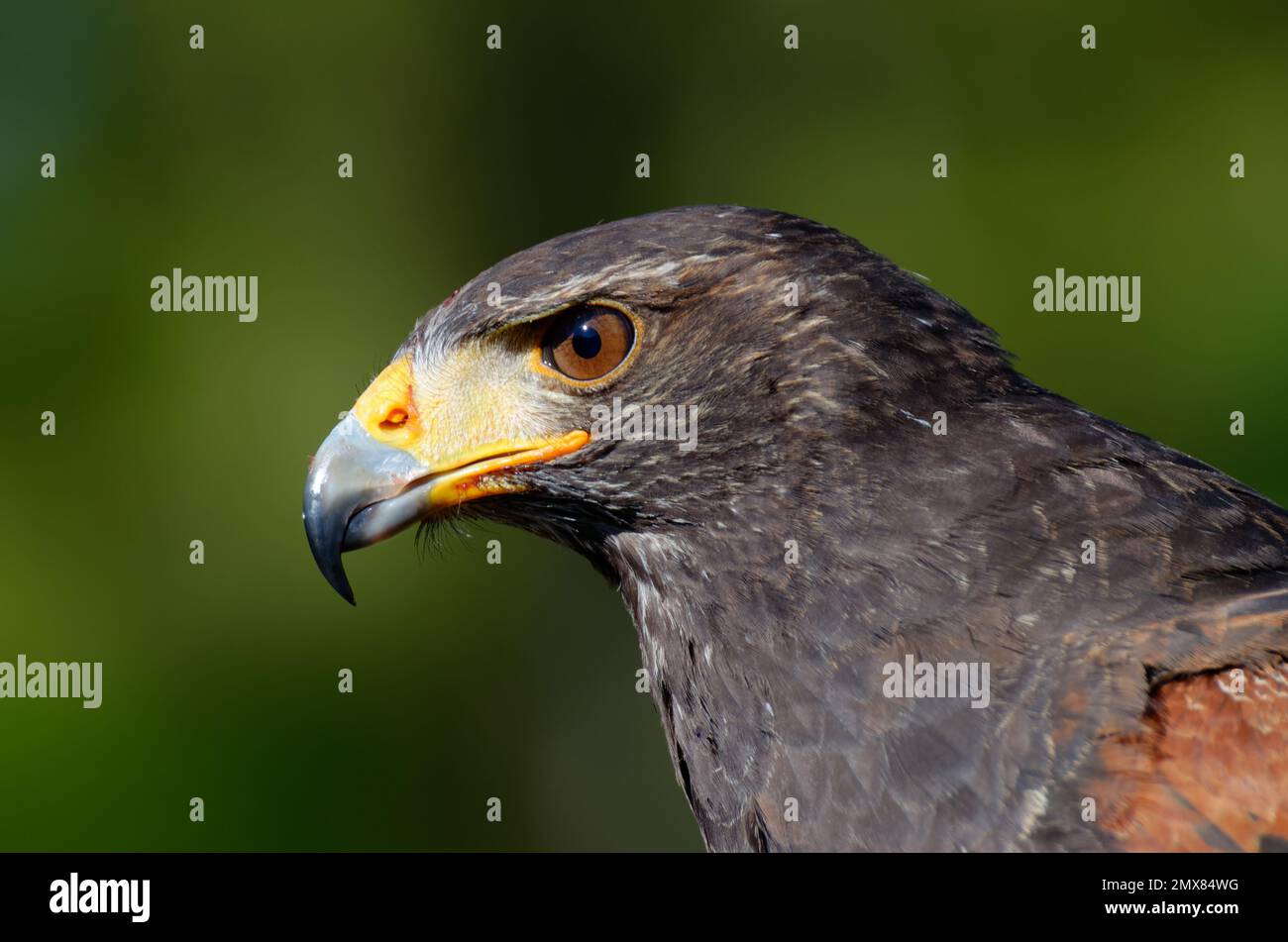 Golden eagle in profile with green background Stock Photo - Alamy