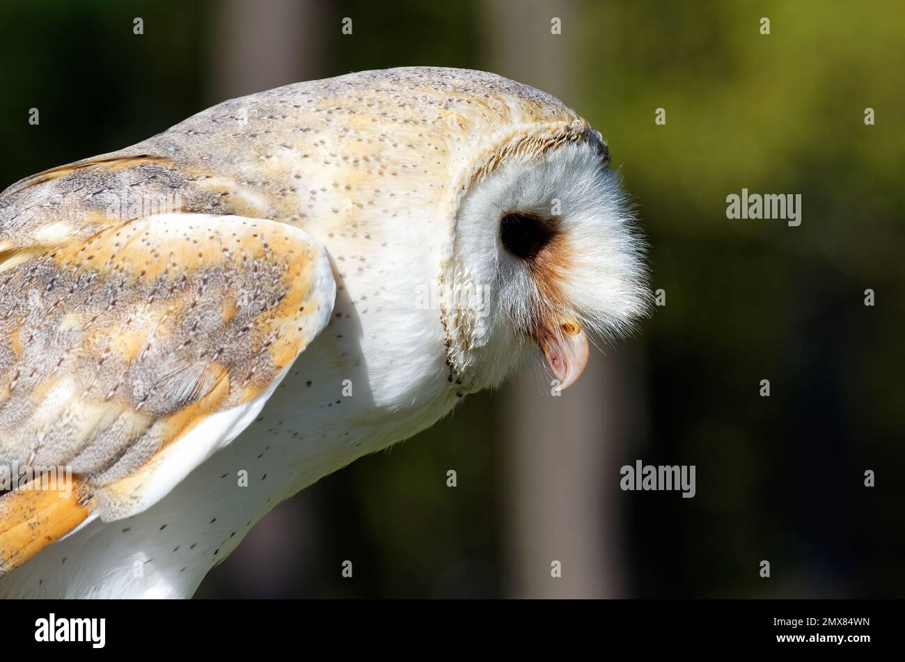 Owl in profile hi-res stock photography and images - Alamy