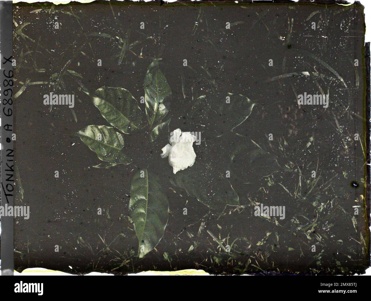 Tonkin, Indochina Flower and Gardenia leaf , Léon Busy in Indochina ...