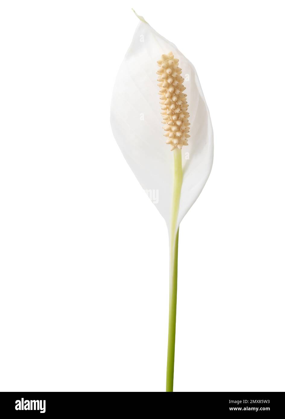 Close up view of Spathiphyllum commonly known as spath or peace lilies ...