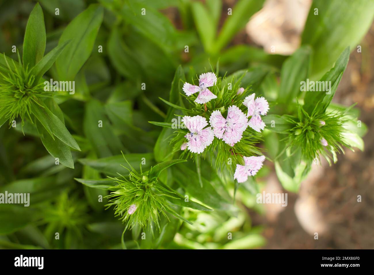 Dianthus barbatus flower. Pink magenta flower blossom in garden ...