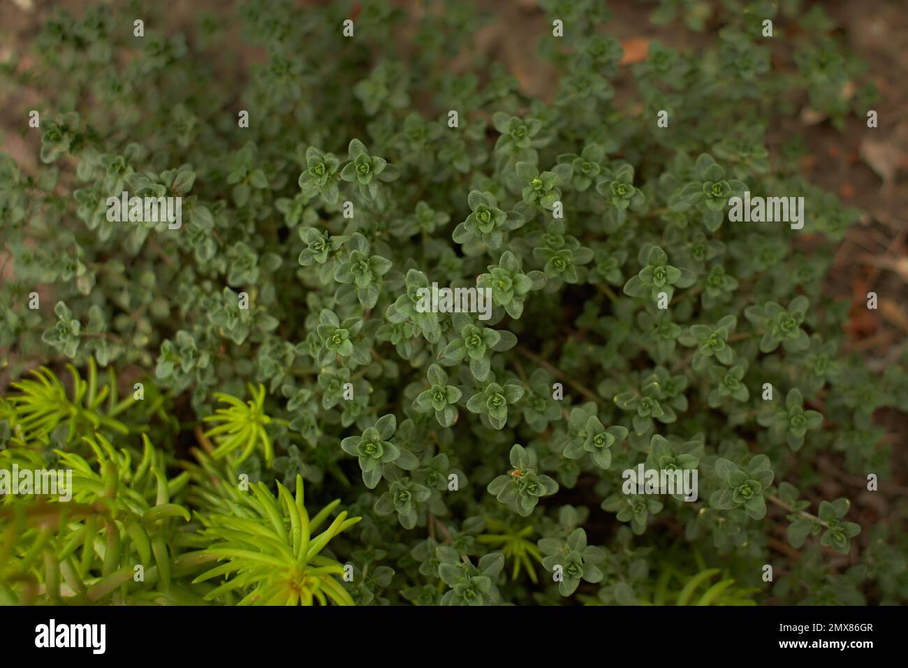 Green plant of ‘John Creech’ stonecrop, Sedum Spurium Summer Glory ...