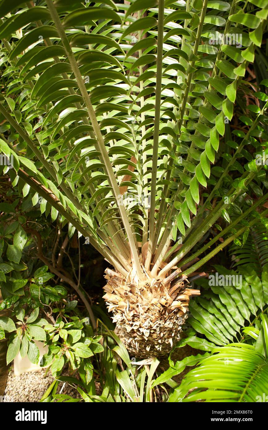 Plant of zamiaceae encephalartos altensteinii in the garden. Summer and ...