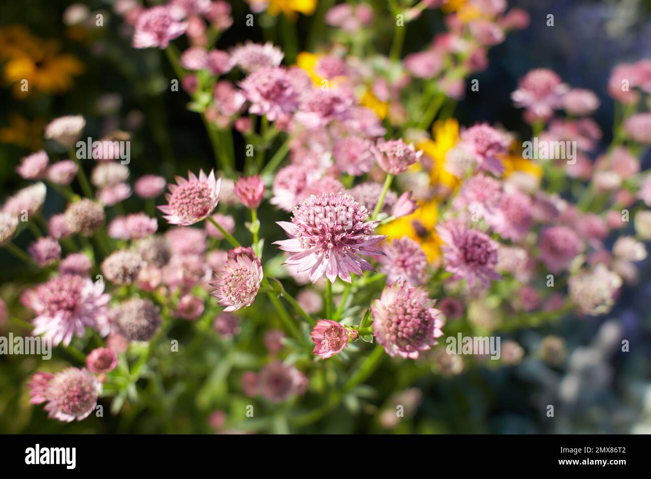 Pink astrantia flowers. Astrantia major Moulin Rouge Stock Photo - Alamy