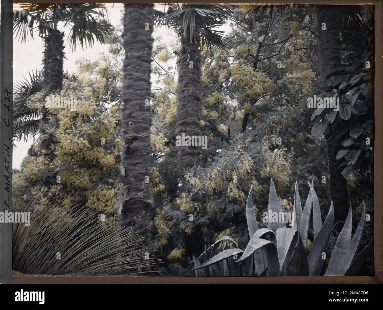 Cap Martin , France , 1913 - Cap Martin - Auguste Léon - (March Stock ...