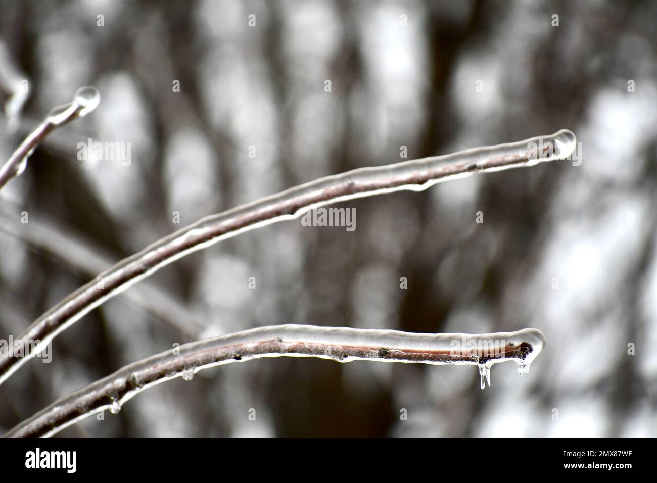 tree branches covered in ice after a winter storm Stock Photo - Alamy