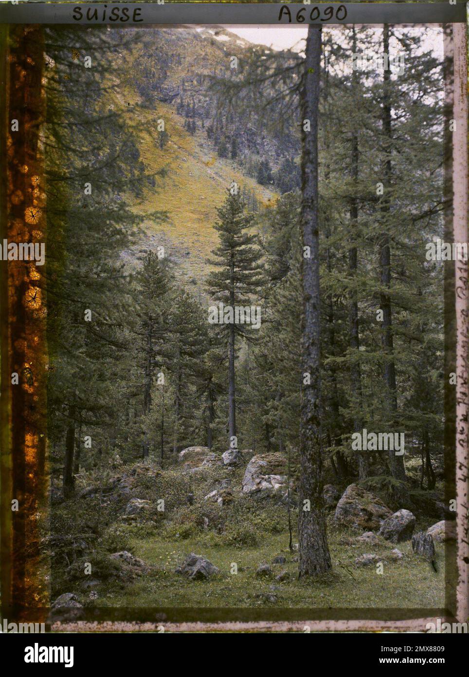 Pontresina, Swiss forest landscape in the Roseg region , 1912 ...