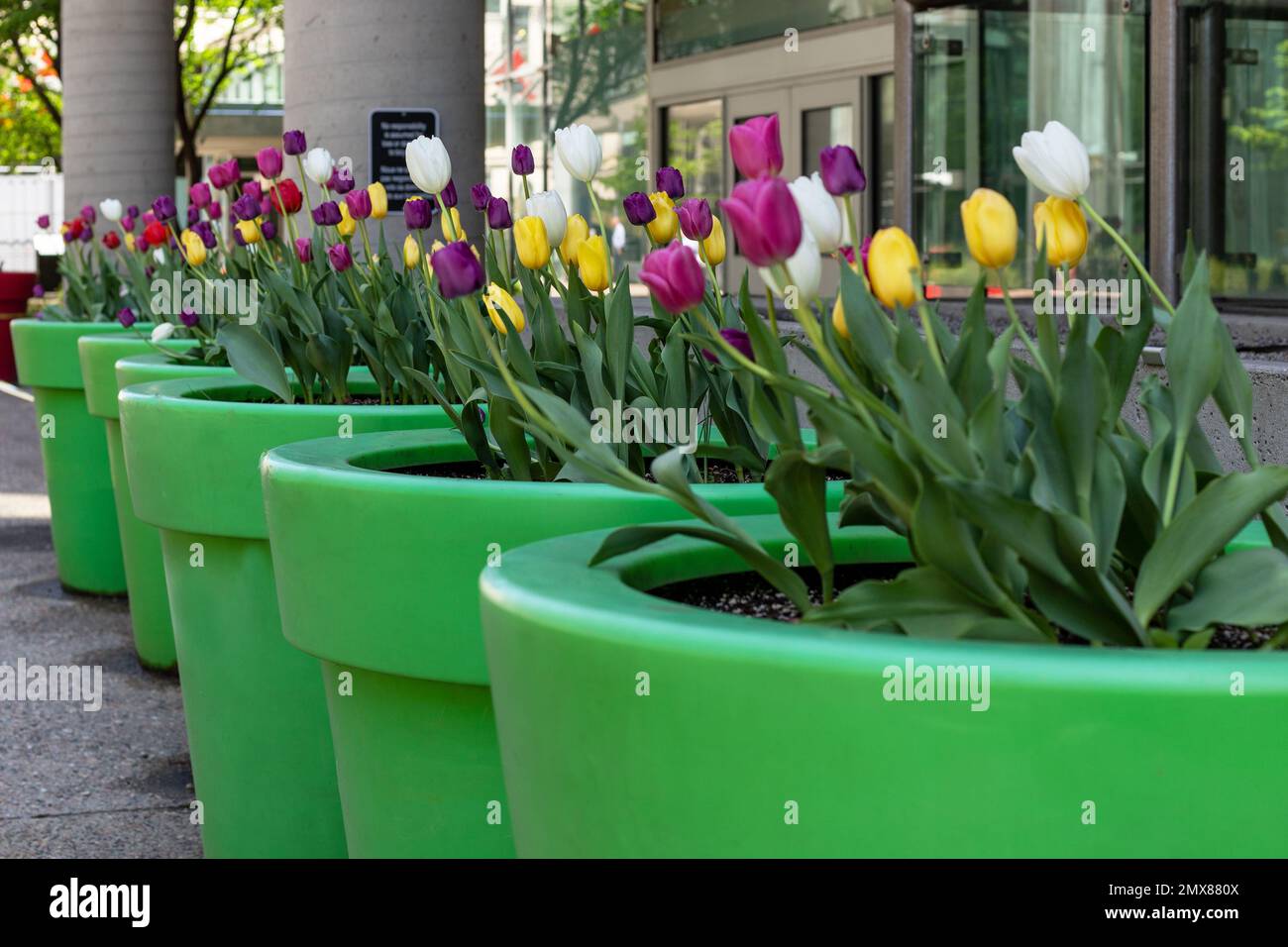 Flower beds with tulips in downtown Ottawa in Canada. Spring in the ...