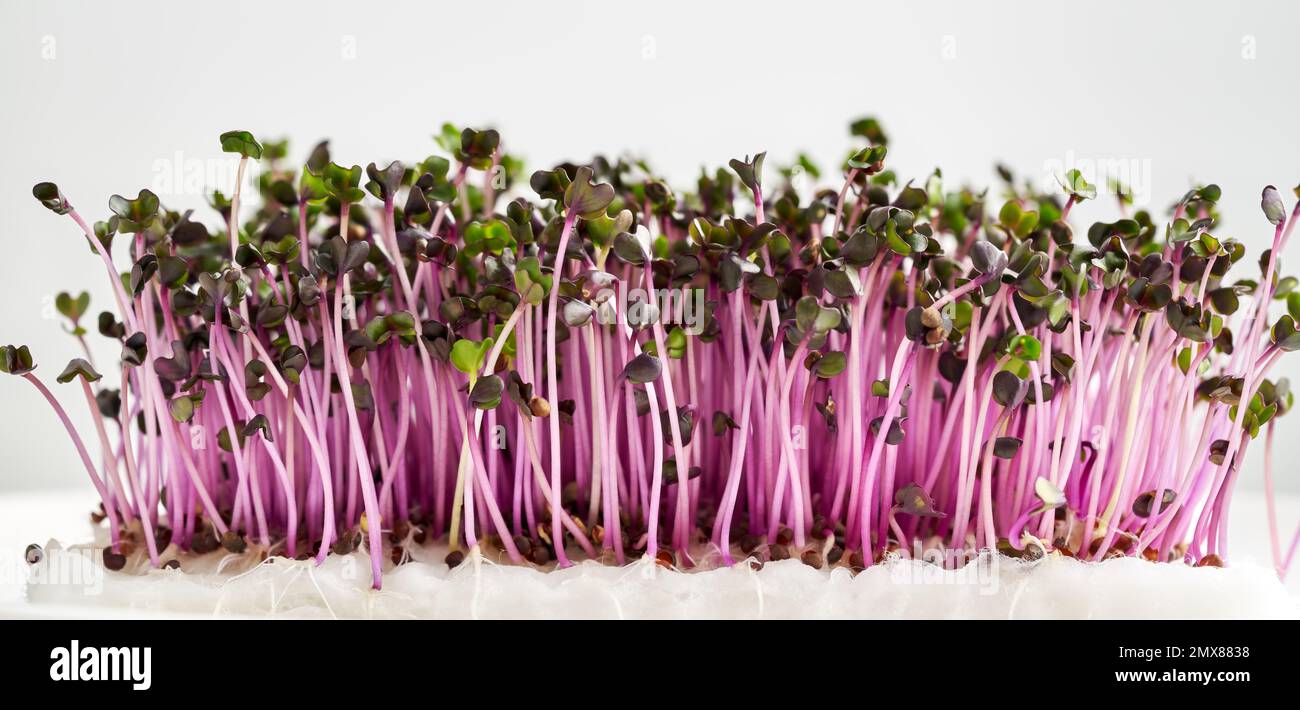 Fresh purple cabbage sprouts or microgreens on white background Stock ...
