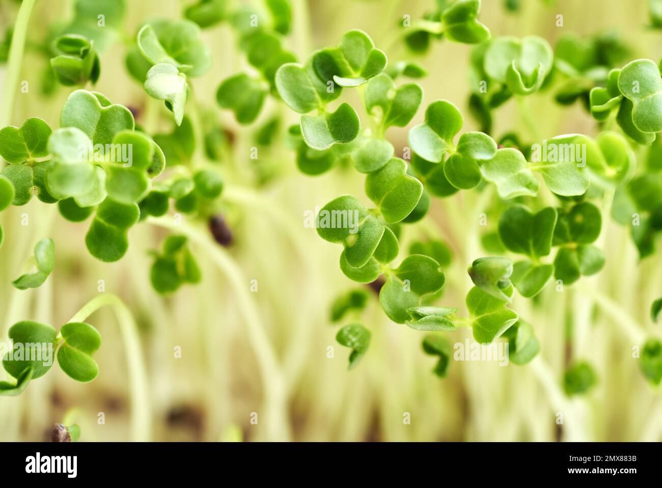 Brassica oleracea microgreens hi-res stock photography and images - Alamy