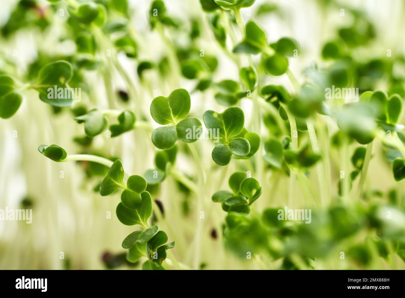 Fresh homegrown broccoli microgreens or sprouts Stock Photo - Alamy