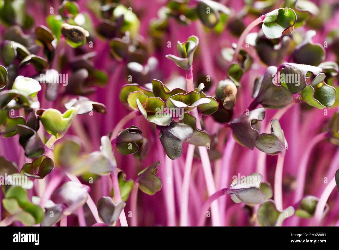 Purple microgreens hi-res stock photography and images - Alamy