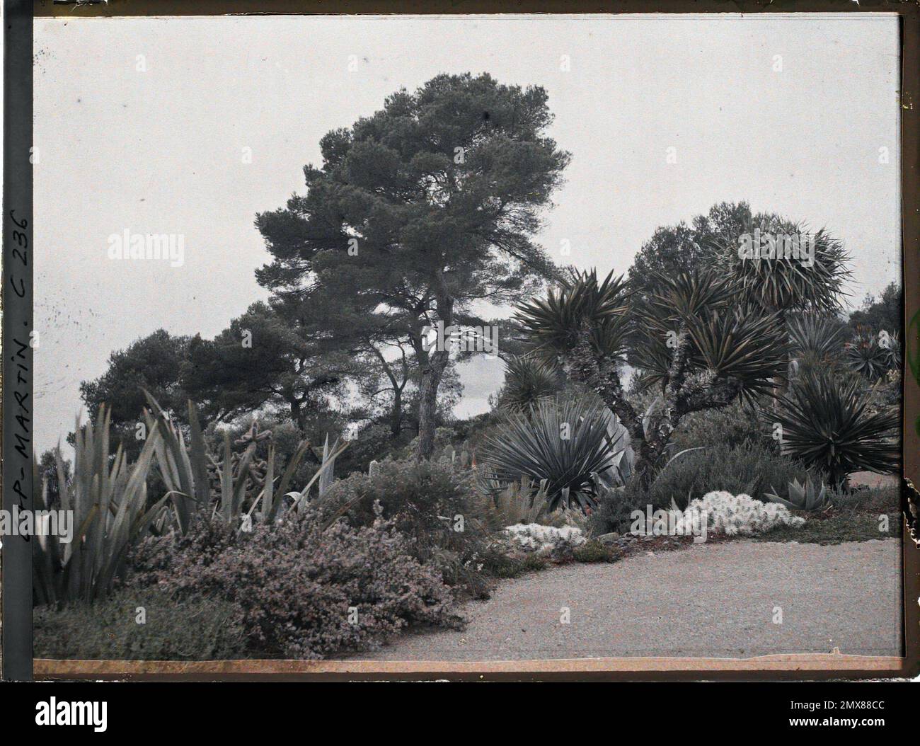 Landscape pine agave fatty plant yucca exotic plant flower park hi-res ...