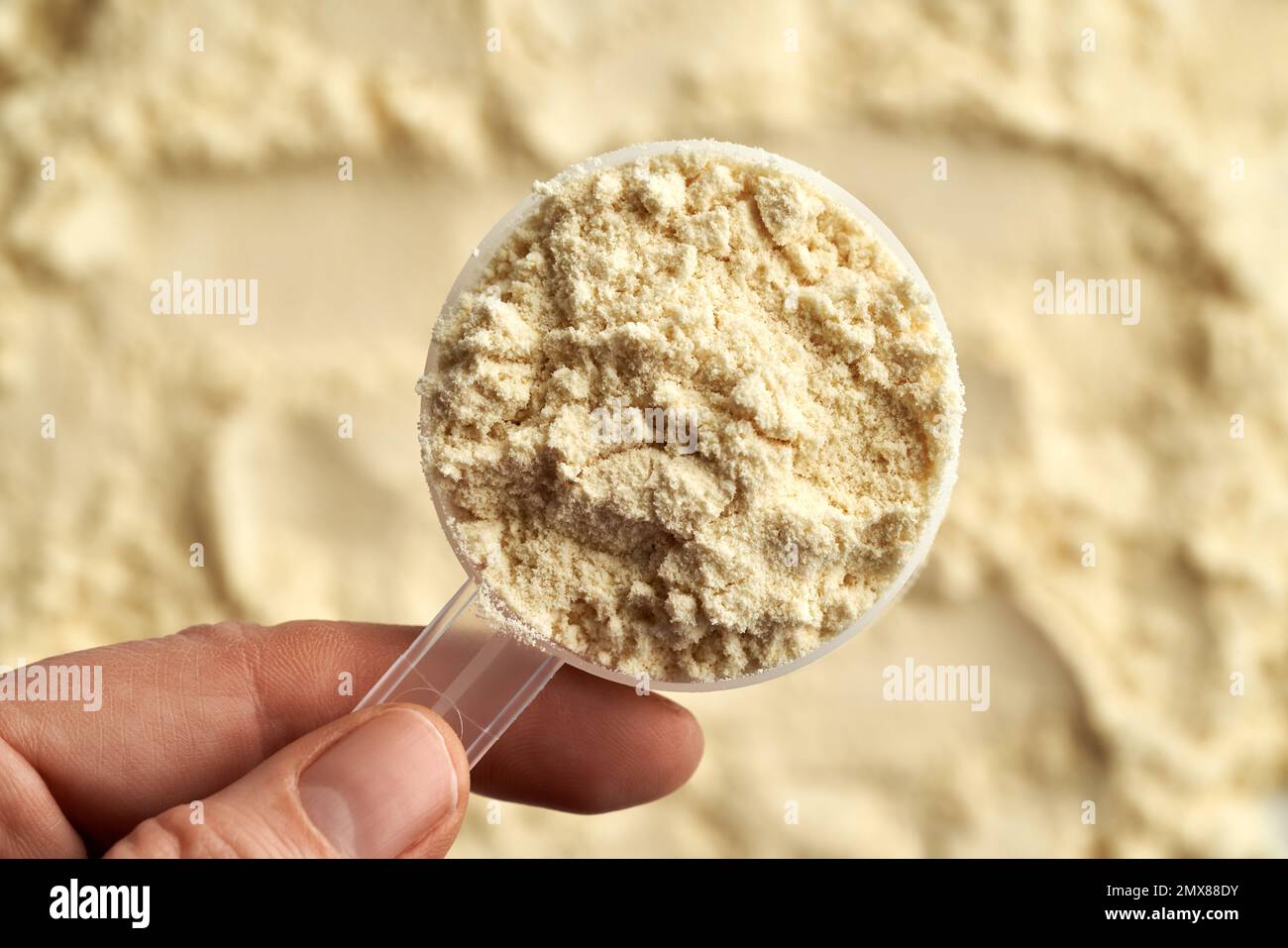 Hand holding a plastic measuring scoop with vanilla whey protein powder ...