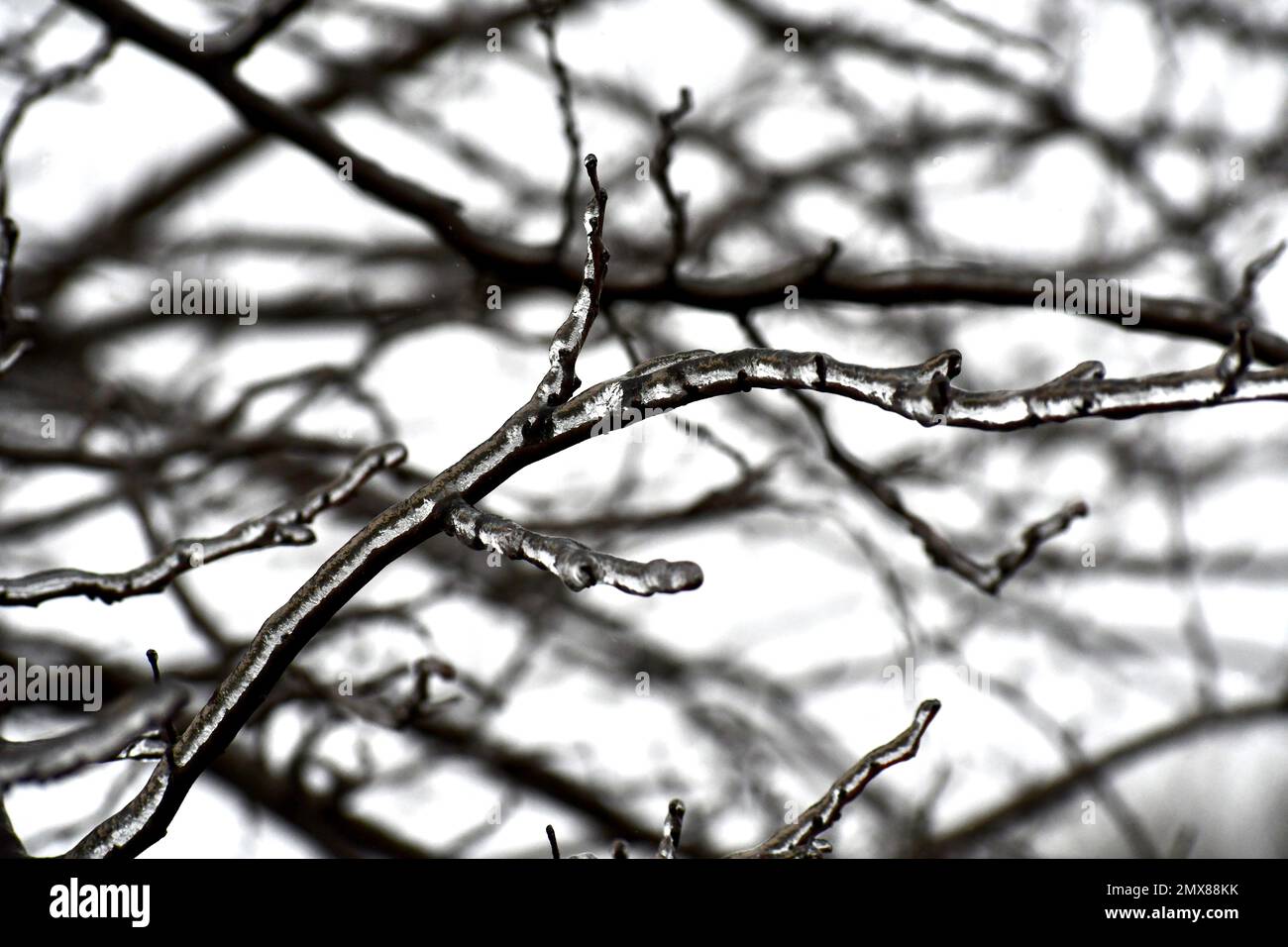 tree branches covered in ice after a winter storm Stock Photo - Alamy