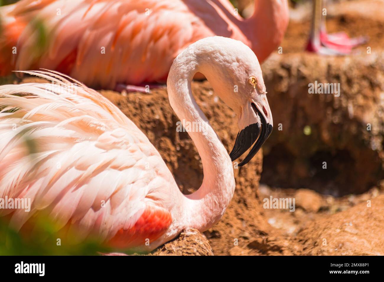 Flamingo nest hi-res stock photography and images - Alamy