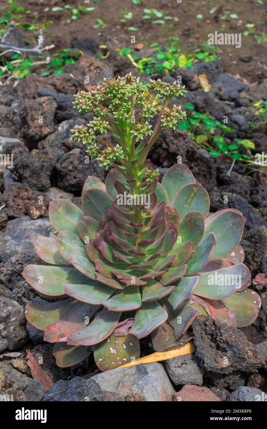 Houseleek flower hi-res stock photography and images - Alamy