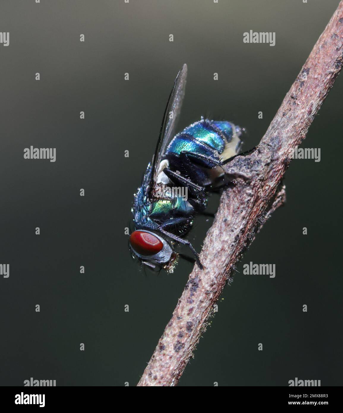Leg fly foot hi-res stock photography and images - Alamy