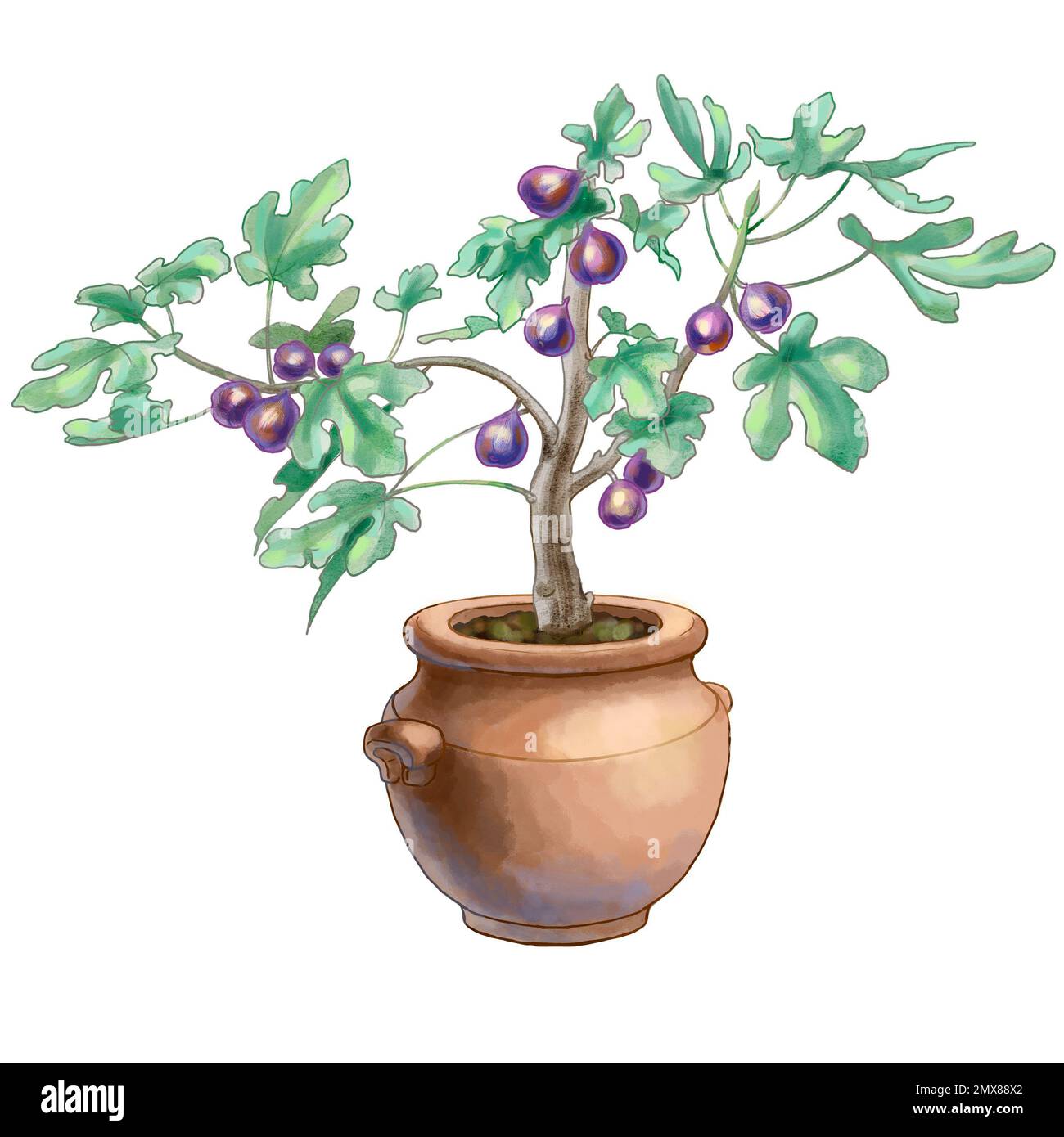Fig Tree Clipart