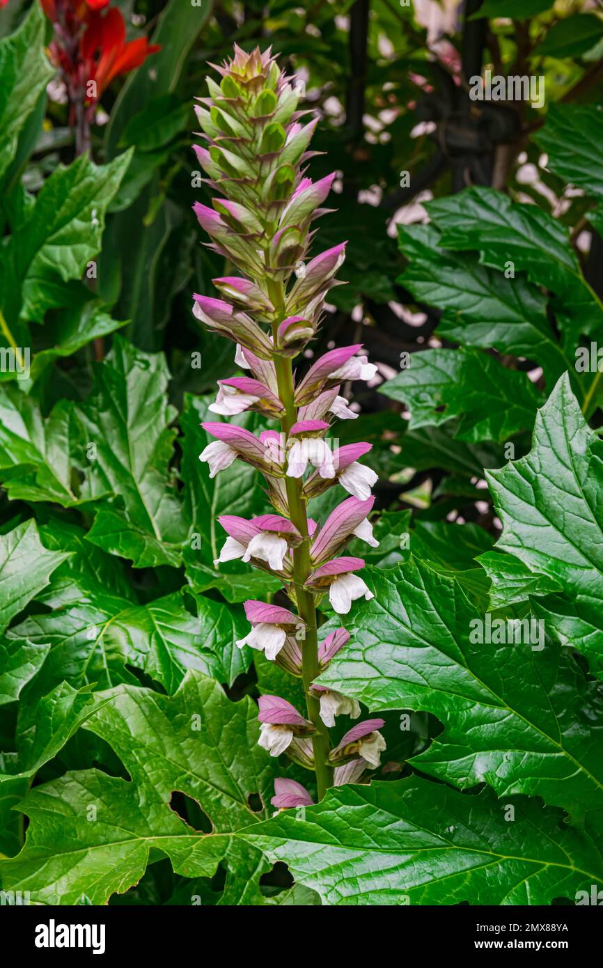 Acanthus acanthaceae hi-res stock photography and images - Alamy