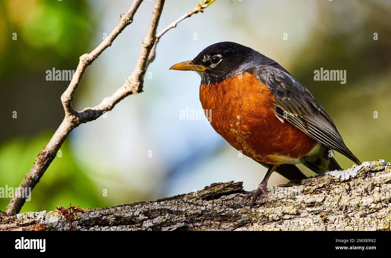 Red Robin in tree Stock Photo - Alamy