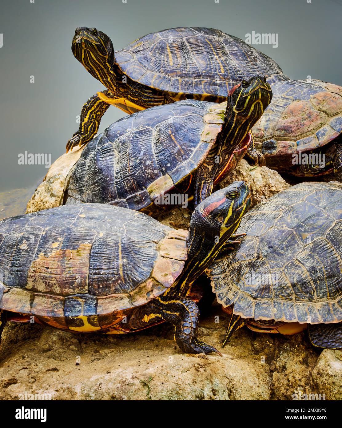 5 Turtles on a rock Stock Photo - Alamy