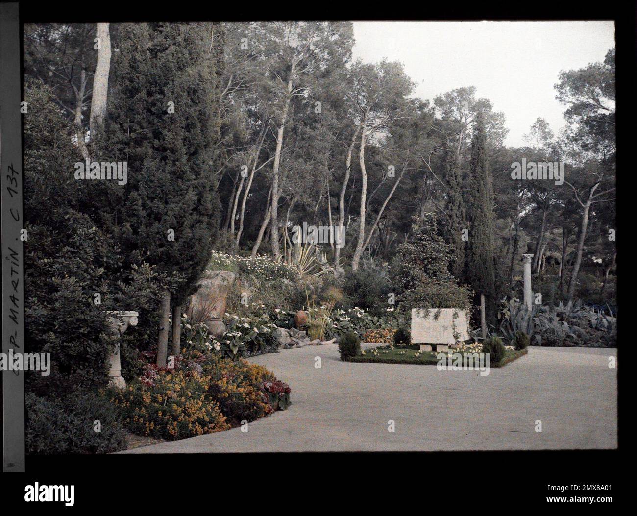 Pine conifer cypress exotic plant flower park garden vegetation hi-res ...