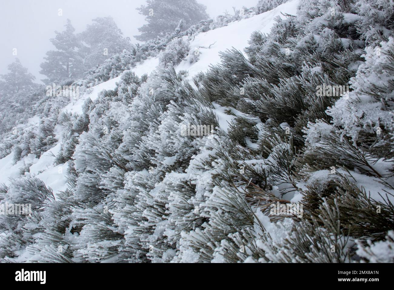 Frozen snow on the plants and trees after a big blizzard in the ...