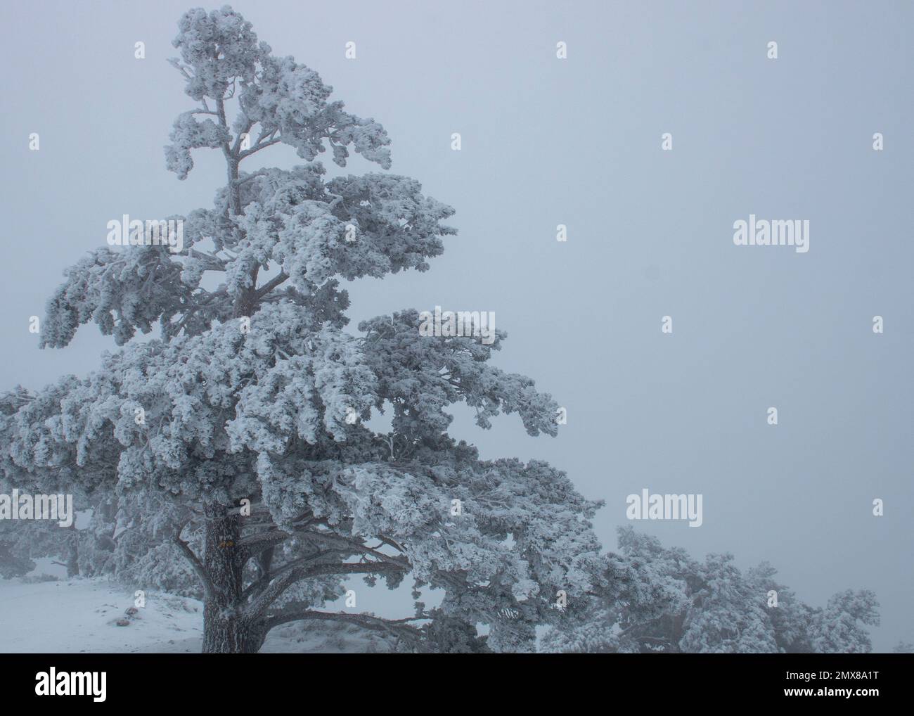 Frozen snow on the plants and trees after a big blizzard in the ...