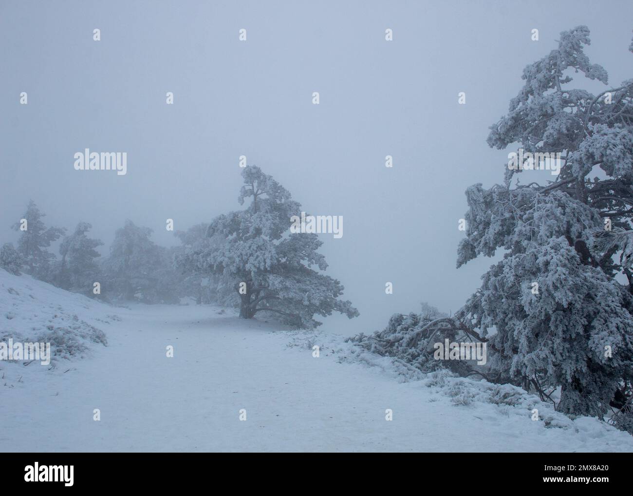 Frozen snow on the plants and trees after a big blizzard in the ...