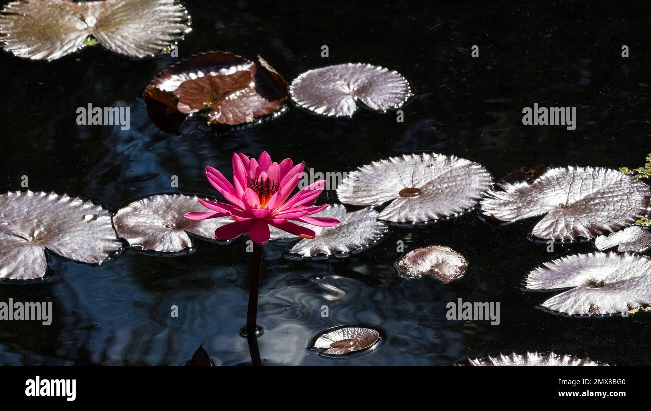 Silver lily hi-res stock photography and images - Alamy
