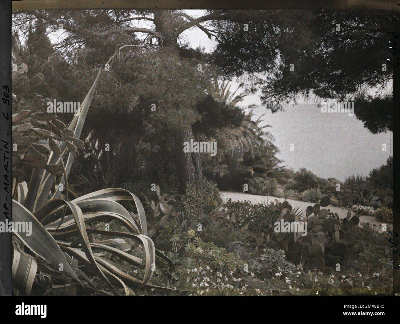 Property of Albert Kahn, Cap Martin, Alpes-Maritimes, France trees and ...